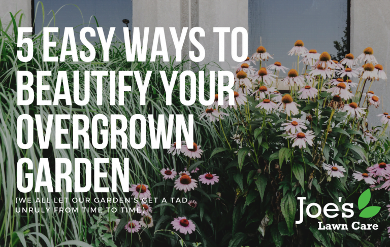 5 Easy Ways To Beautify Your Overgrown Garden - Joe's Lawn Care