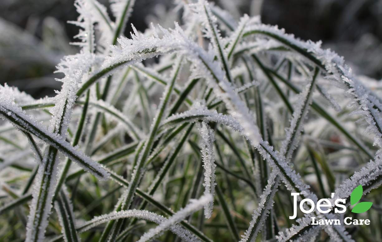 The 4 Ugly Faces Of Winter Kill (And How To Defend Your Lawn) - Joe's ...