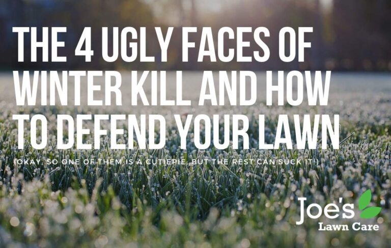The 4 Ugly Faces Of Winter Kill (And How To Defend Your Lawn) - Joe's ...