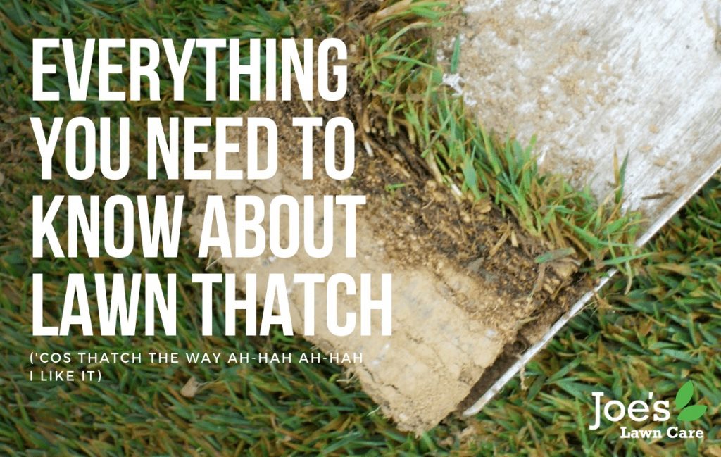 Everything You Need To Know About Lawn Thatch - Joe's Lawn Care