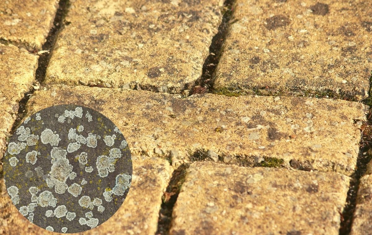 Common Lawn Problems - Joe's Lawn Care