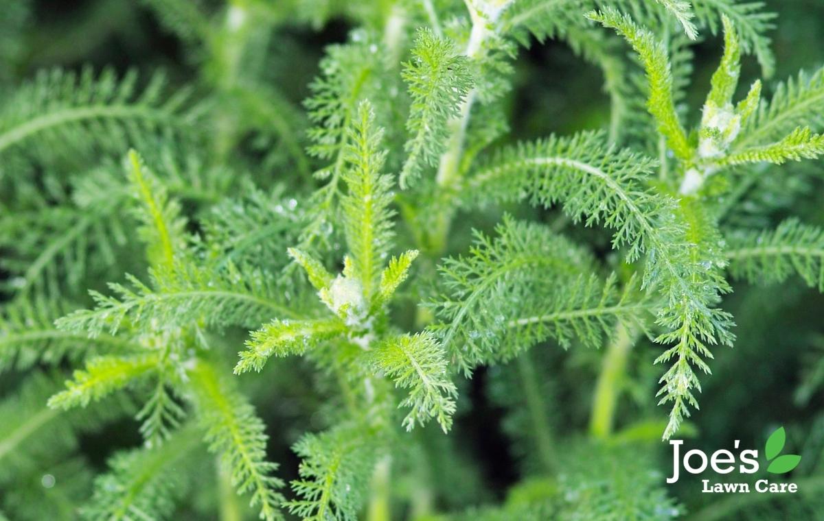 Lawn Problem Spotlight: Yarrow - Joe's Lawn Care