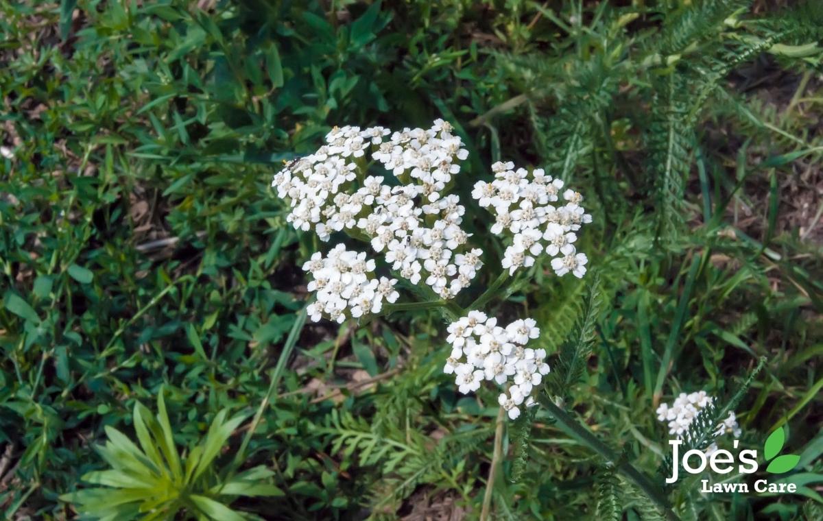Lawn Problem Spotlight: Yarrow - Joe's Lawn Care