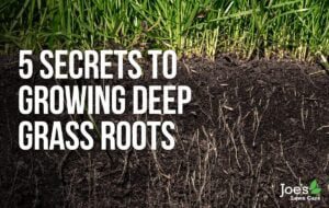 5 Secrets To Growing Deep Grass Roots - Joe's Lawn Care