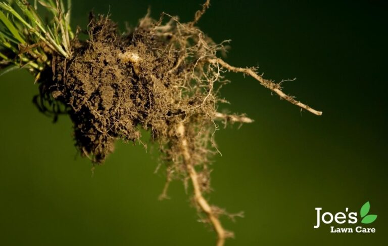 5 Secrets To Growing Deep Grass Roots - Joe's Lawn Care