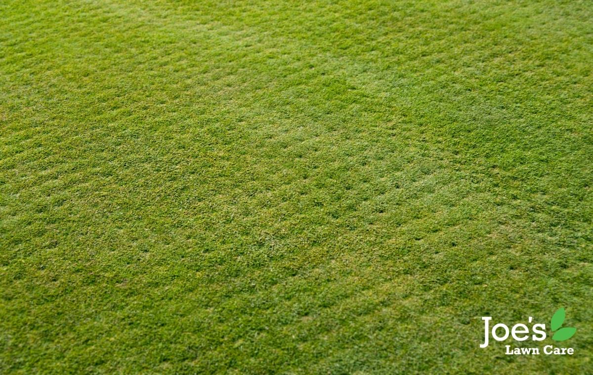 How To Deal With (And Relieve) Soil Compaction - Joe's Lawn Care