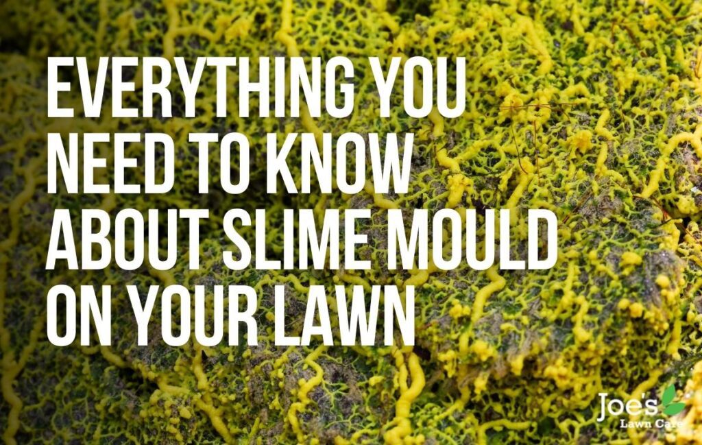 Slime Mould On Your Lawn - Joe's Lawn Care