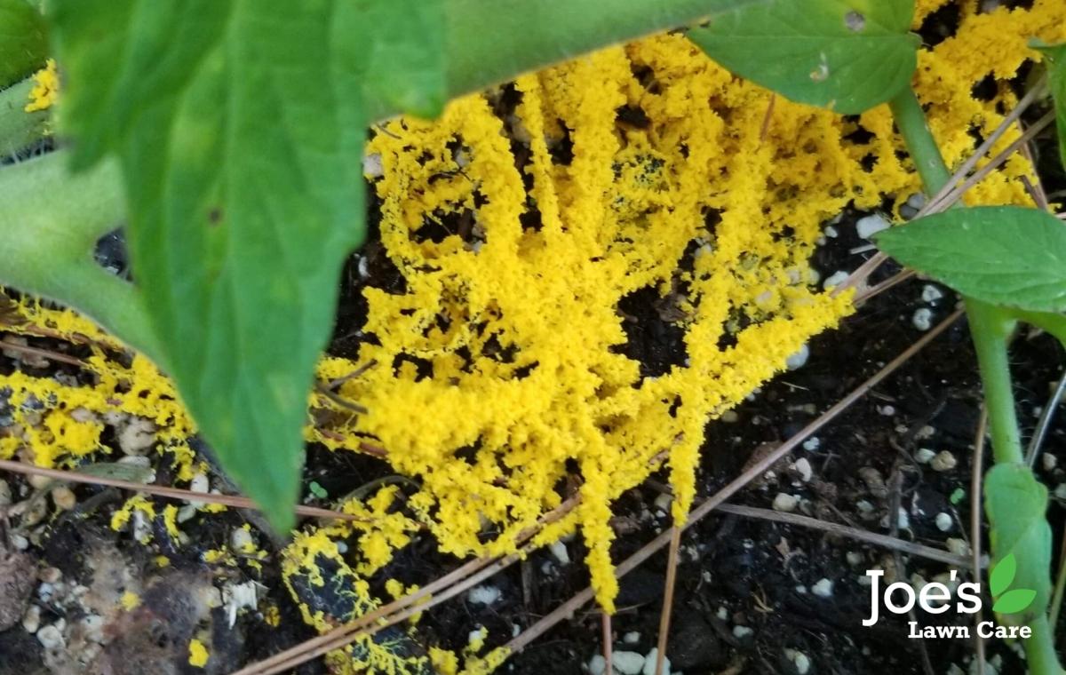 Slime Mould On Your Lawn - Joe's Lawn Care