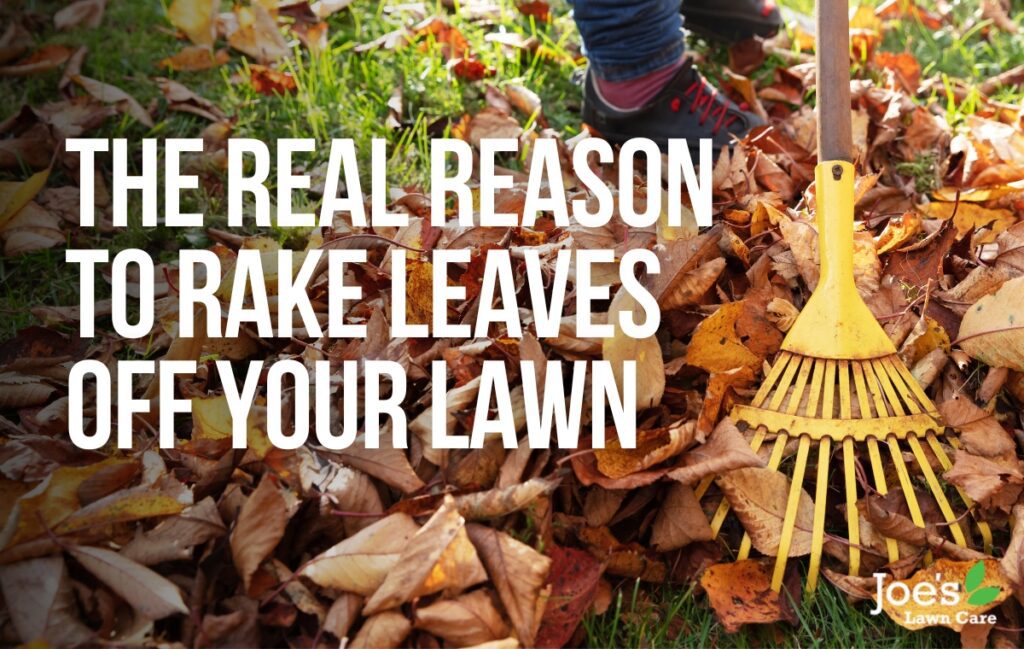 The Real Reason To Rake Leaves Off Your Lawn - Joe's Lawn Care