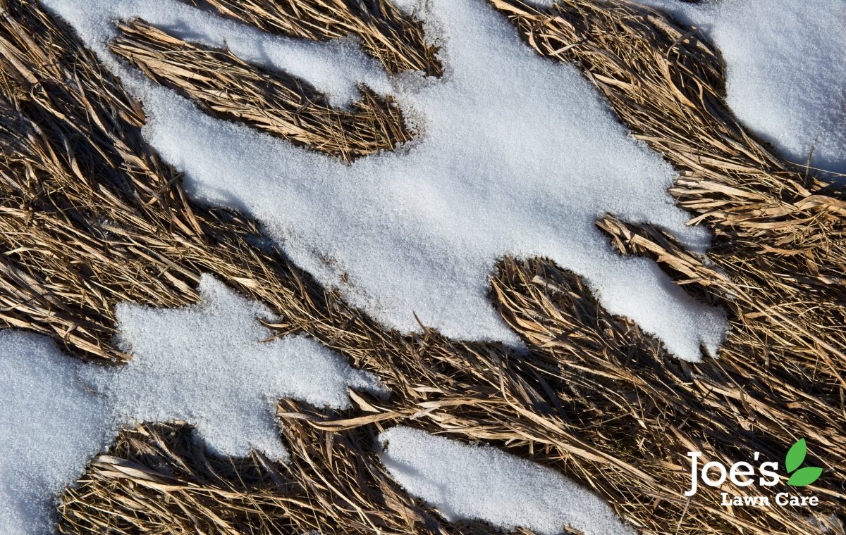 4 Ways Your Grass Might Die This Winter (And How To Avoid It) - Joe's ...