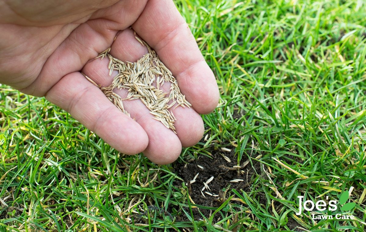 The Best Times to Reseed Your Lawn - Joe's Lawn Care