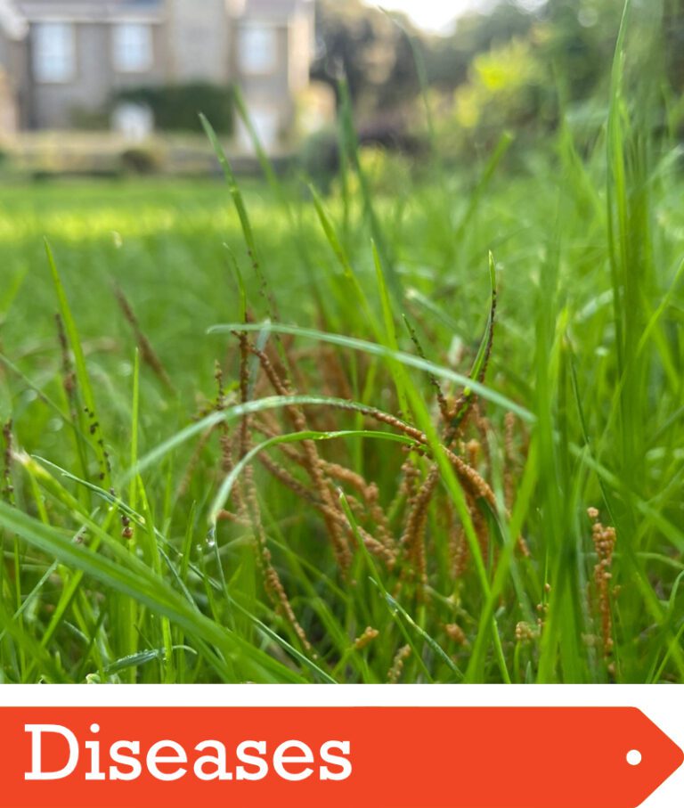 Common Lawn Problems - Joe's Lawn Care