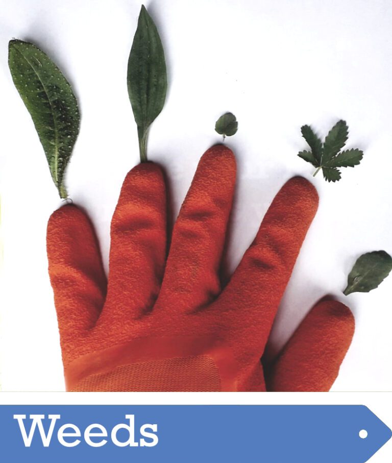 Common Lawn Problems - Joe's Lawn Care