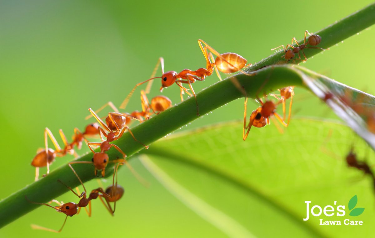 How To Deal With Red Ants In Your Lawn - Joe's Lawn Care