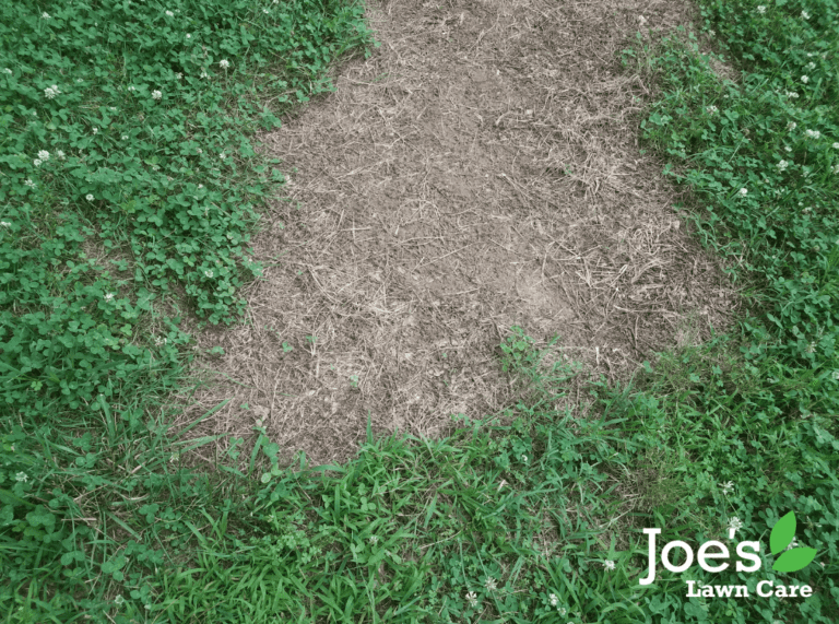8 Lawn Pests And Diseases To Look Out For This Summer - Joe's Lawn Care