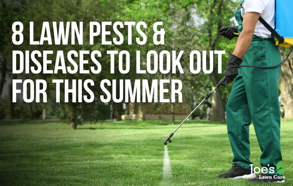 8 Lawn Pests And Diseases To Look Out For This Summer - Joe's Lawn Care