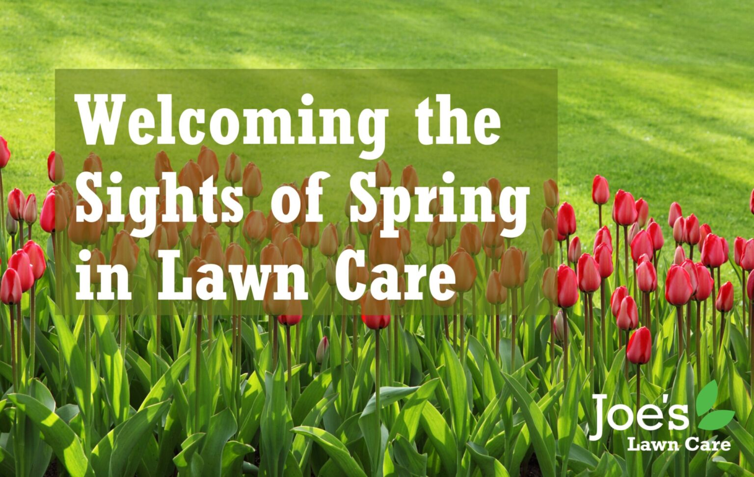 Welcoming the Sights of Spring in Lawn Care - Joe's Lawn Care
